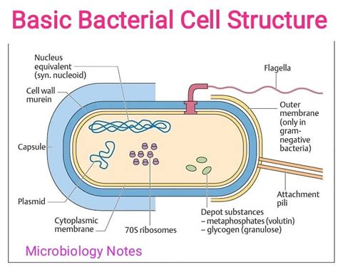 Bacteria Cell Structure