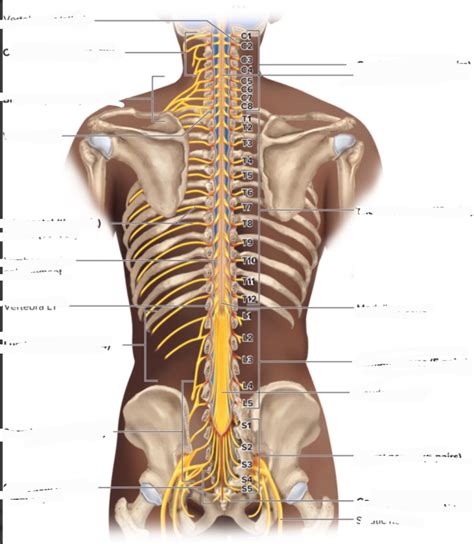 Spinal Nerves And Plexus Key Terms And Definitions For Biology Flashcards Quizlet
