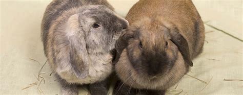 How Can I Keep My Rabbits Warm In Cold Weather Pdsa