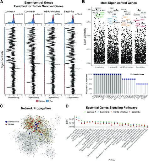 Breast Cancer Essential Genes A Genes Within The Top And Bottom 100