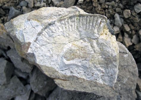 White Fossiliferous Chert In Limestone Columbus Limestone… Flickr