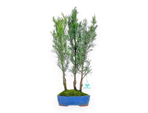 Ciprés Bonsái 53 Cm Maceta Oval Azul