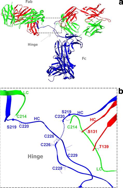 Structural And Functional Characterization Of Disulfide Isoforms Of The