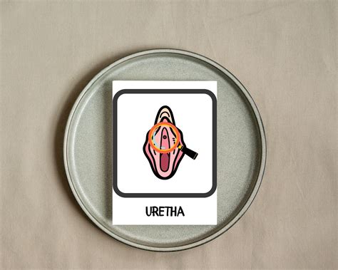 Female Reproductive System Flashcards Female Human Anatomy Busy Book Flashcards Human Anatomy