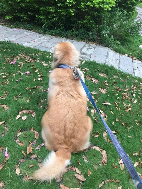金毛寻回猎犬实拍图 超有魅力 宠物王