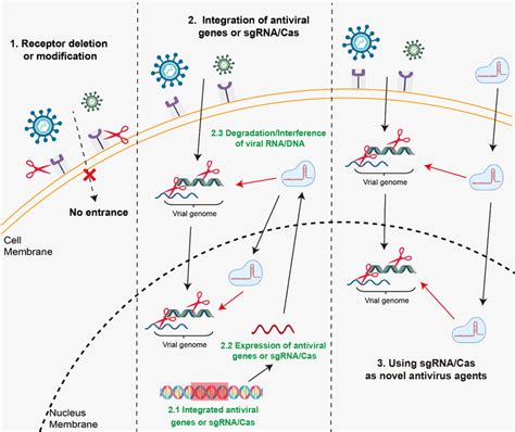 Various Antiviral Strategies Mediated By Crispr Cas Systems 1 Download Scientific Diagram