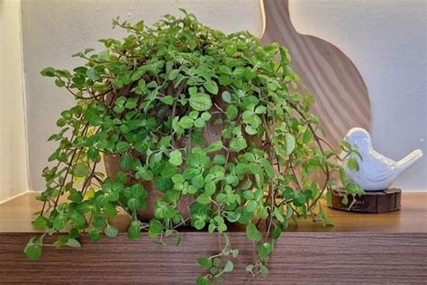 Planta Dinheiro Em Penca Veja Como Cuidar E Seu Significado