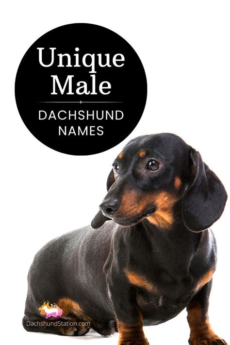 Best Dachshund Names Of 2022 Artofit