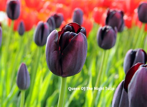 Bee Friendly Flower Bulbs Flowers Fall Gardening Blooming Secrets