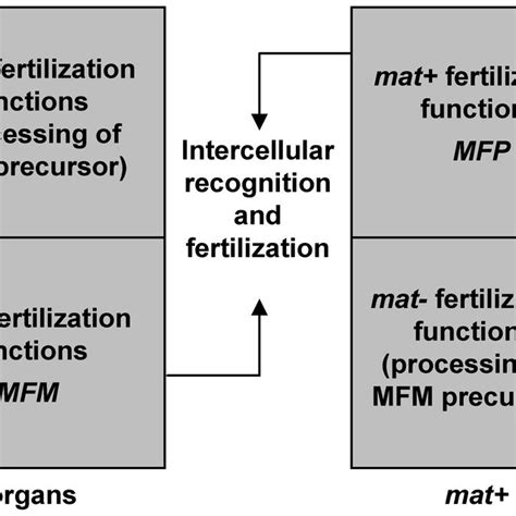 Regulation Of Fertilization By Mating Type Genes In P Anserina