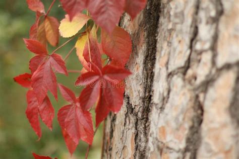 Multi Colored Leaves Against The Background Of The Tree And Its Structure Stock Image Image