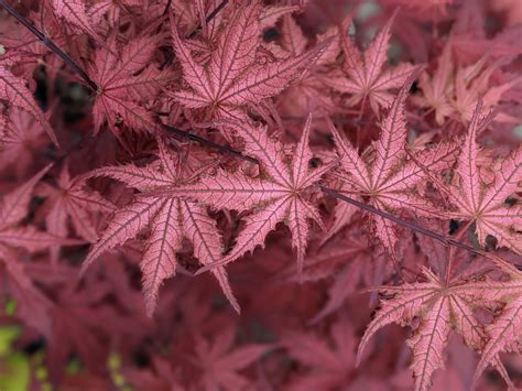 Japanese Maples Page 6 Maplestone Ornamentals