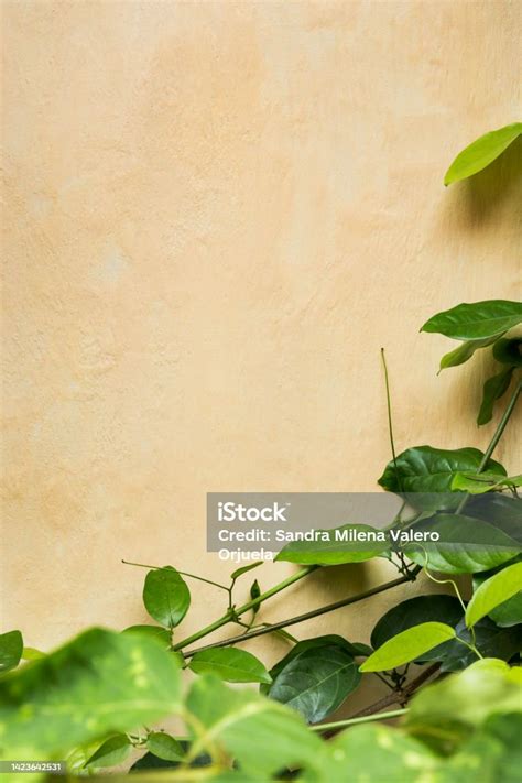식물 프레임과 텍스트를위한 공간이있는 베이지 색 벽 배경 자연스러움 보살핌 및 Minimalismsm 의 개념 0명에 대한 스톡 사진 및 기타 이미지 Istock