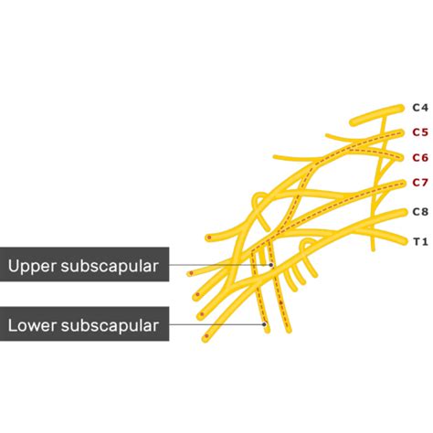 Subscapular Nerve