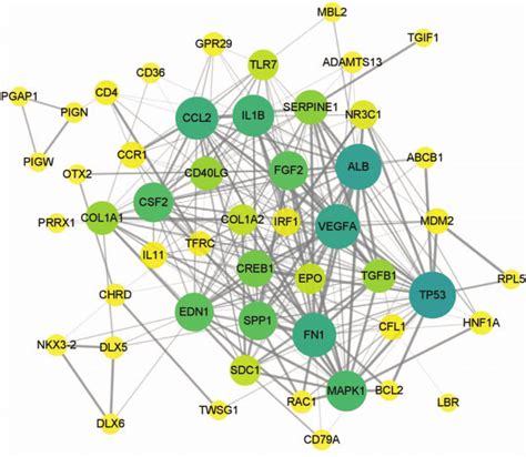Ppi Net Work Of Genes Both Related To Mpa And Clp Visualized By