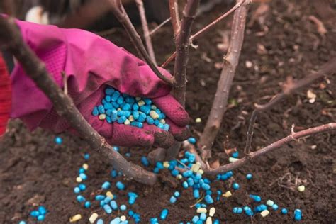Best Fertilizer For Hydrangea Macrophylla At Greg Booth Blog