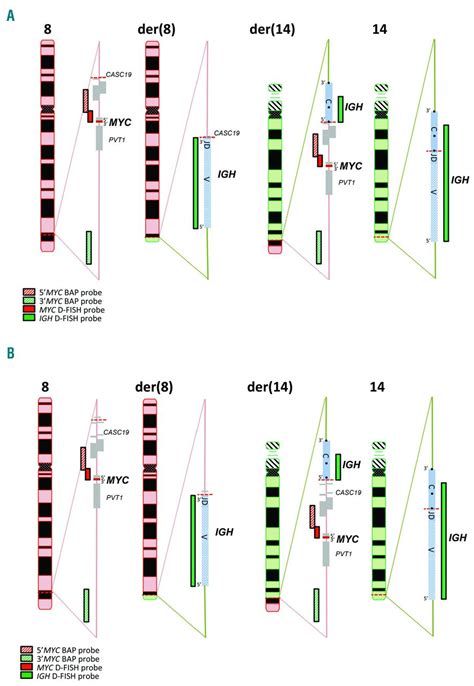 False Negative Rates For MYC Fluorescence In Situ Hybridization Probes In B Cell Neoplasms