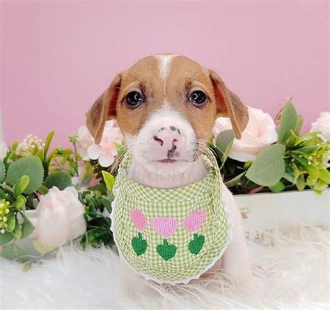 Hunting Dog Jack Russell Jrt Puppy Pet Yu02037 Pets For Sale In