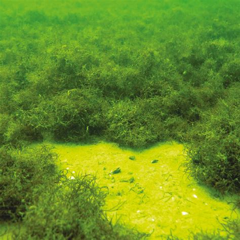 Loose Lying Furcellaria Lumbricalis Coccotylus Truncatus Community In