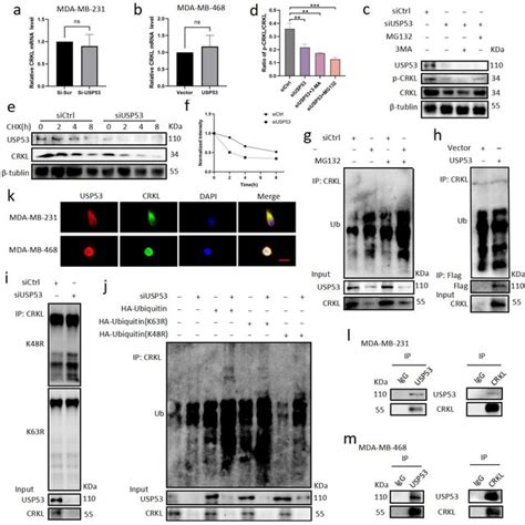 Usp53 Binds Stabilizes And Deubiquitinates Crkl Ab Knockdown Of
