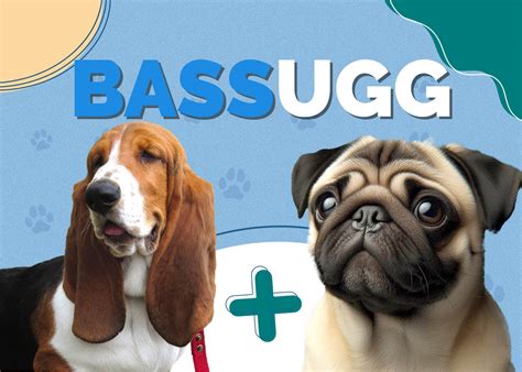 Bassugg Basset Hound And Pug Mix Info Pictures Characteristics