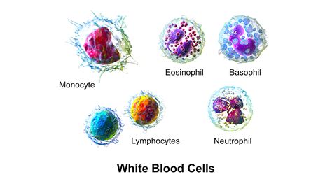 Lymphocytes And Basophils