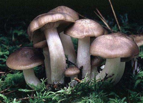 优质鹿茸菇 搜狐大视野 搜狐新闻