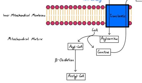 Complete Mcat And Biochem Metabolic Pathway Review Notes Etsy