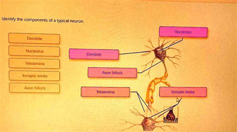 Solved Nucleus Dendrite Nucleolus Dendrite Telodendria Axon Hillock