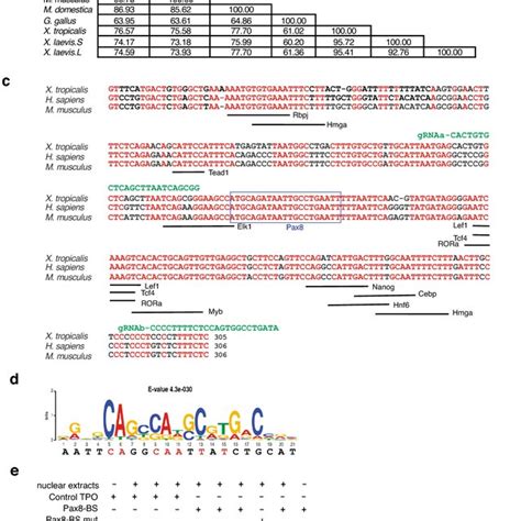 identification of a conserved non coding sequence as candidate for
