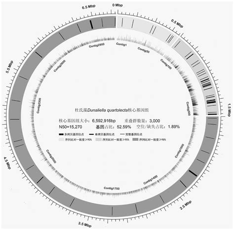 Strain Identification Method Based On Dunaliella Core Genome Sequence Eureka Patsnap