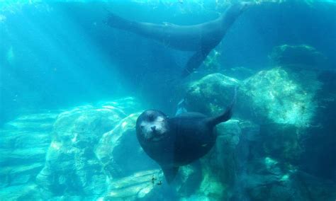 Is There Anyone Able To Run Rootless Podman On Wsl2 R