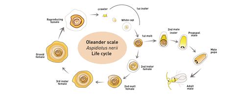 Oleander Scale Life Cycle Biobee Usa