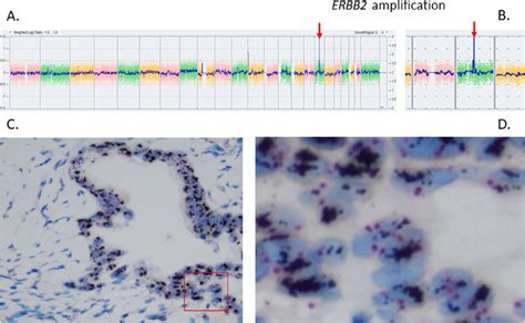 a genomic profile generated by single nucleotide polymorphism snp