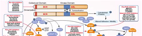 Bcr Abl Activation Bcr Abl Inhibitor Review