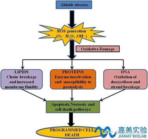 氧化应激衰老整体实验 知乎