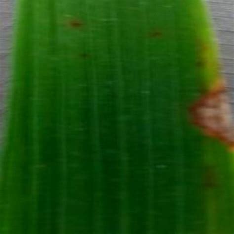 Riceplantdetection Object Detection Dataset V3 2023 05 21 5 49pm By Ignatius Pandu A