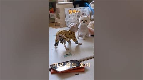 기싸움 기강 잡는 강아지 강아지서열 말티즈 포메라니안 Youtube