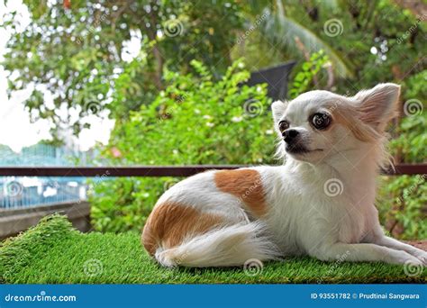 Perro Peludo De La Chihuahua Foto De Archivo Imagen De Purebred