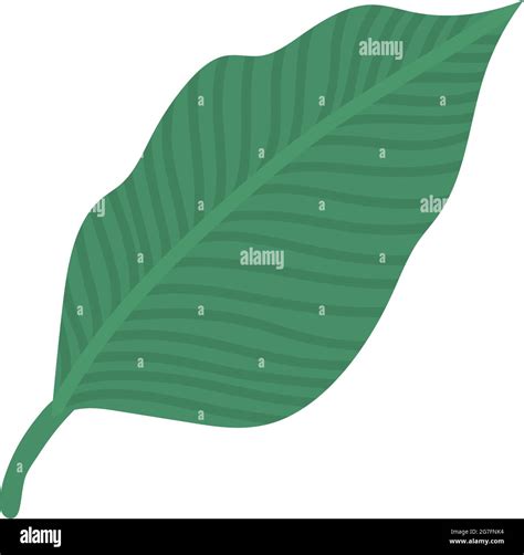 Lanceolate Leaf Design Stock Vector Image And Art Alamy