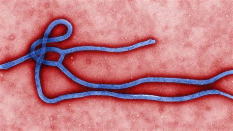 Fda Cracks Down On Ebola Scams