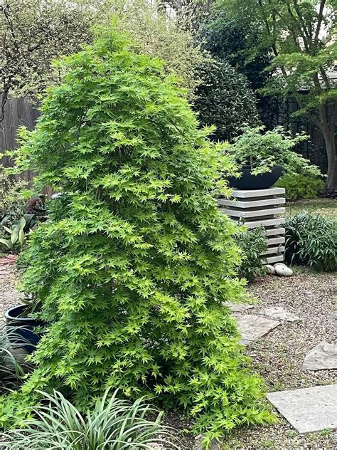 წითელი ნეკერჩხალი Added A New Photo წითელი ნეკერჩხალი