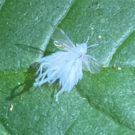 Prociphilus Prociphilus Picture Insect