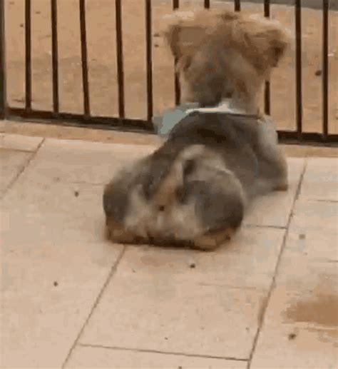 Tail Wagging  Wagging Tail  Graprishic