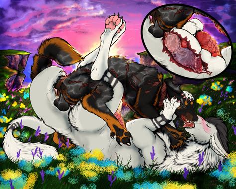 Rule 34 Absurd Res Animal Genitalia Animal Penis Balls Beauceron Bent