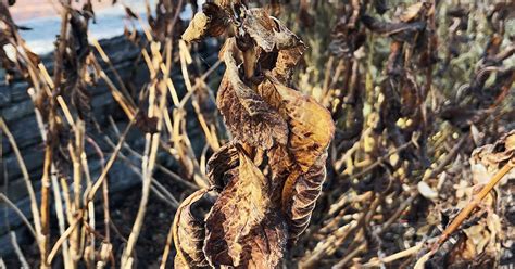 Down To Earth The Night That Killed Next Years Hydrangea Blooms