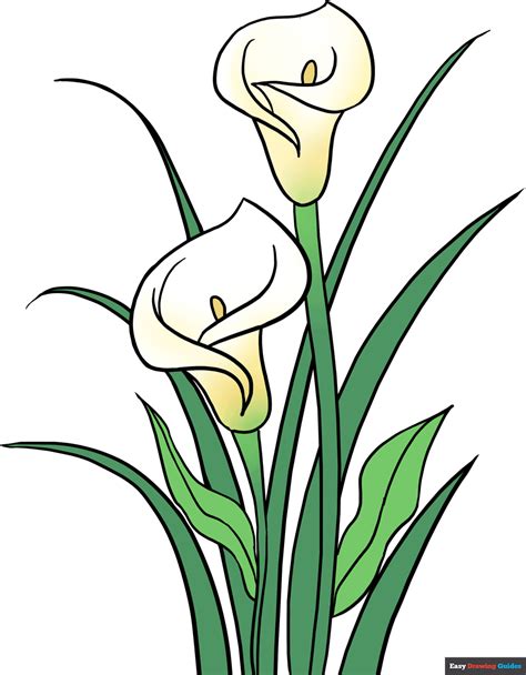 How To Draw A Calla Lily Really Easy Drawing Tutorial