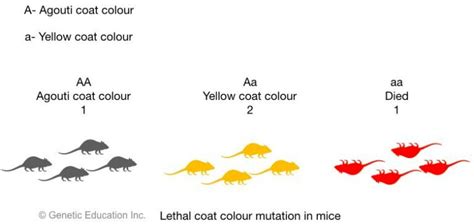 Genetic Mutations Definition Types Causes And Examples Genetic