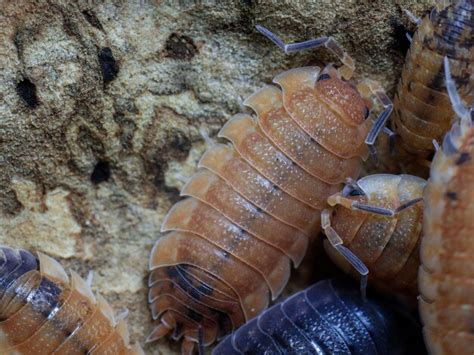 Premium Photo Isopod In Nature Insect Bug Bivalve