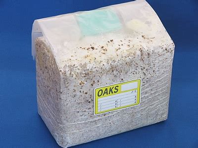 Oaks